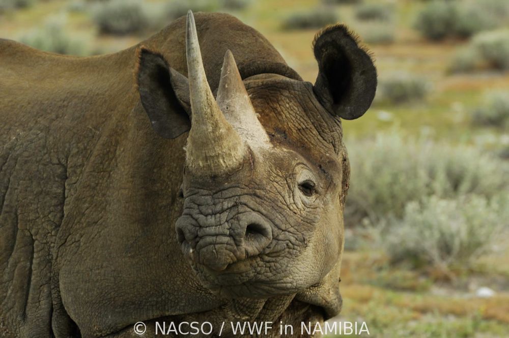 Wildlife Protection | NACSO