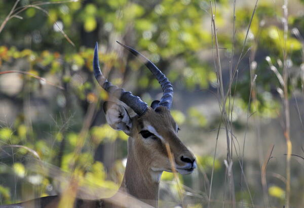 Mudumu: Namibia's hidden jewel | NACSO